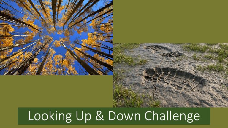 Looking Up & Down Challenge - Beccles
